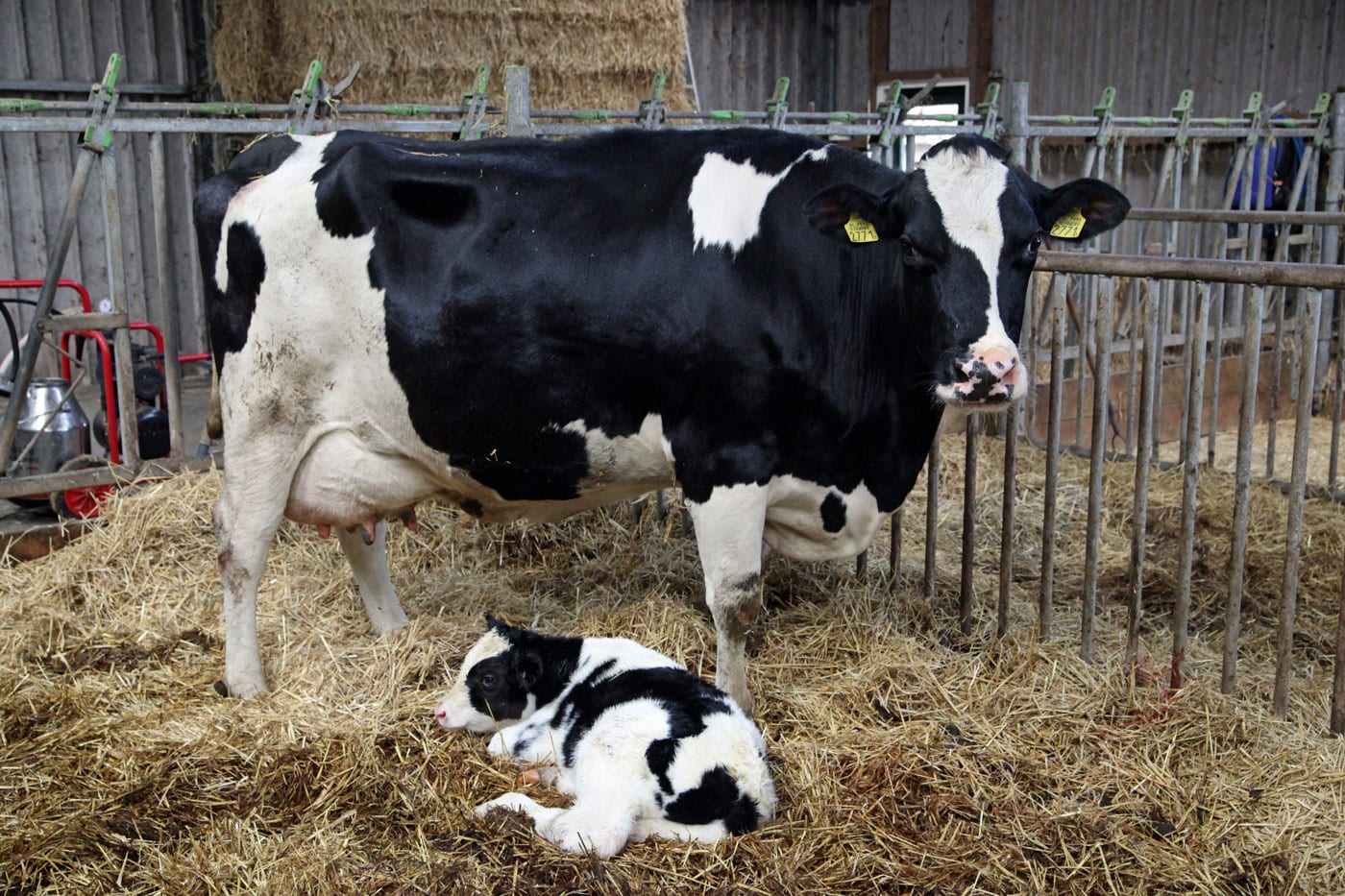 ‘Kalfjes zijn kwetsbaar, daar moet je goed op passen’ | Melk van het ...